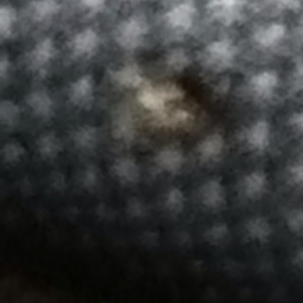 House fly | Project Noah