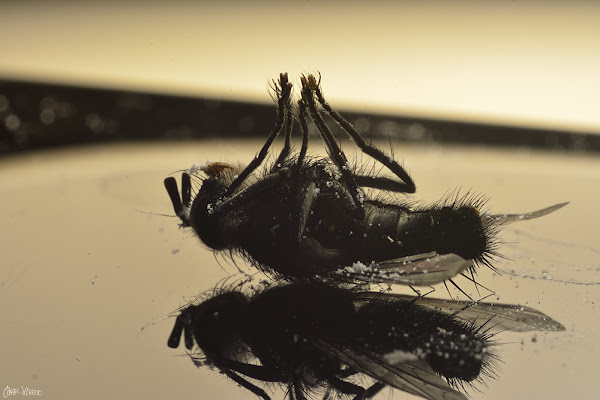 Fly corpse | Project Noah