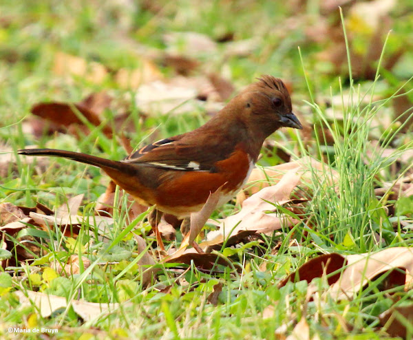 Eastern towhee, female | Project Noah