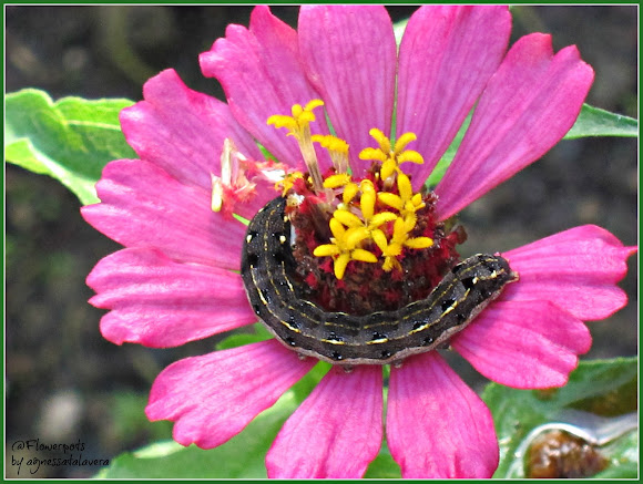 Cluster Caterpillar (Last instar) | Project Noah