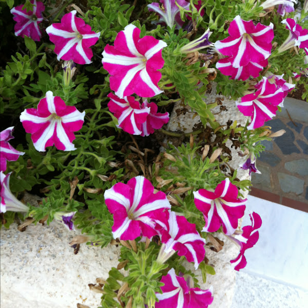 Petunia | Project Noah