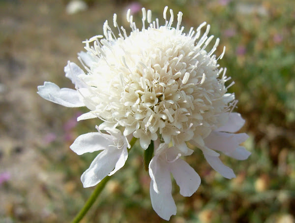 Escabiosa blanca | Project Noah