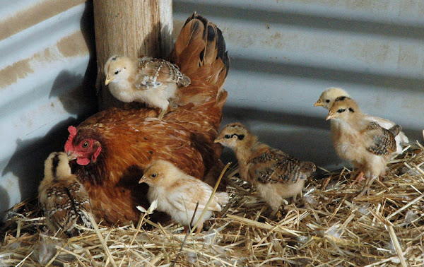 Domestic chickens | Project Noah