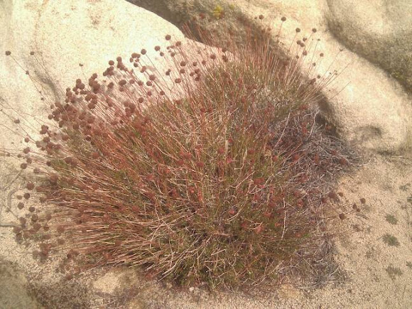 Red Brome | Project Noah