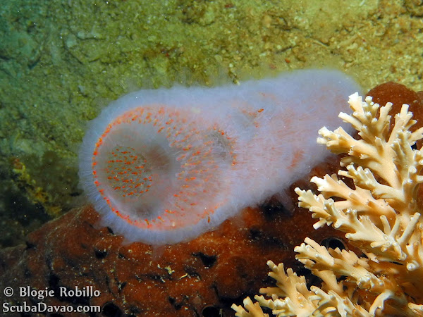 Pyrosome Jellyfish | Project Noah