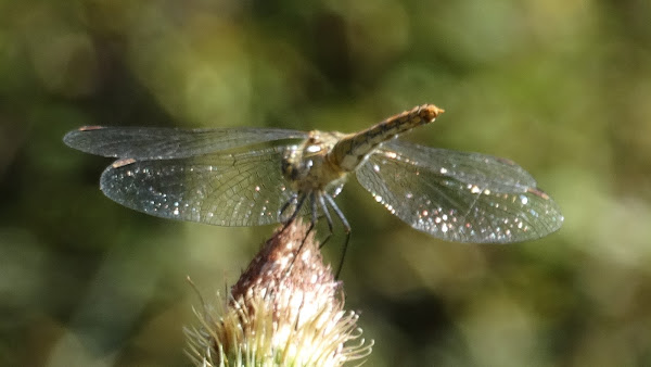 Common Darter | Project Noah