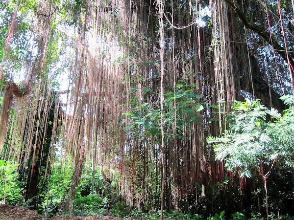 Javanese Treebine | Project Noah