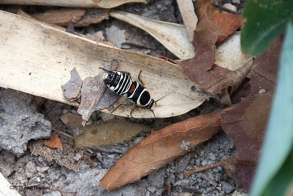 Gold-bordered Cockroach | Project Noah