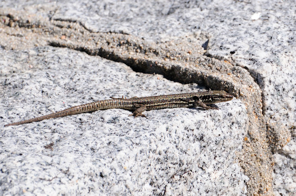 Iberian Wall Lizard; Lagartija Ibérica | Project Noah