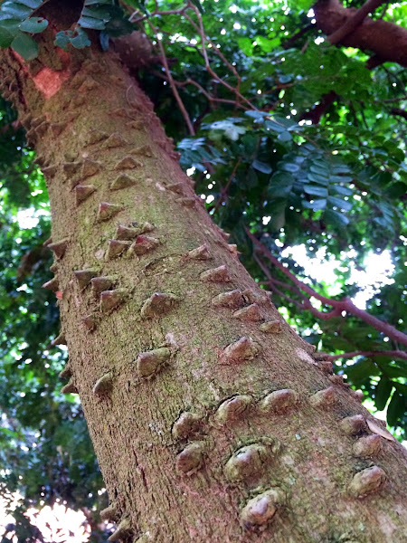 Pau-Brasil | Project Noah