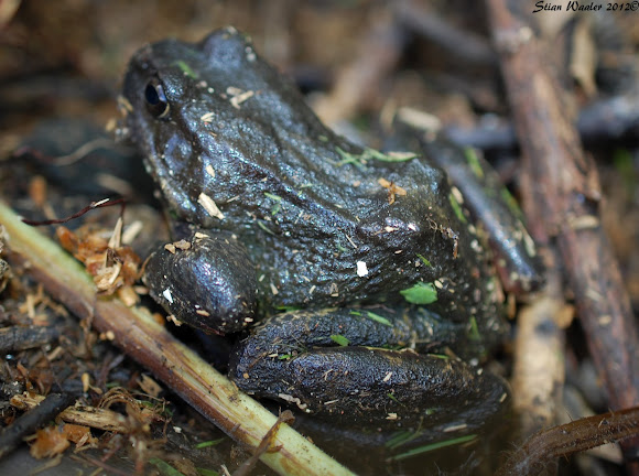 Melanistic Common Frog | Project Noah