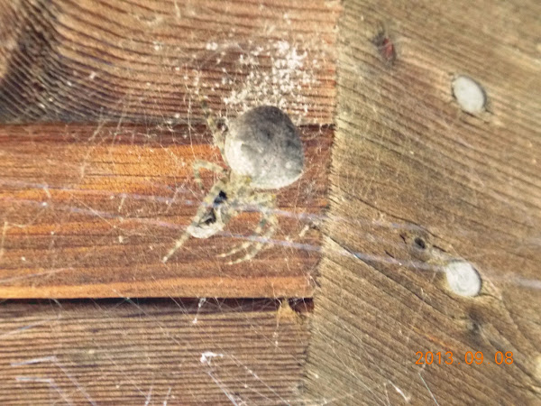 Barn Spider (female) | Project Noah