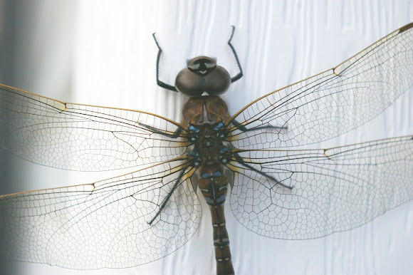Lake Darner | Project Noah