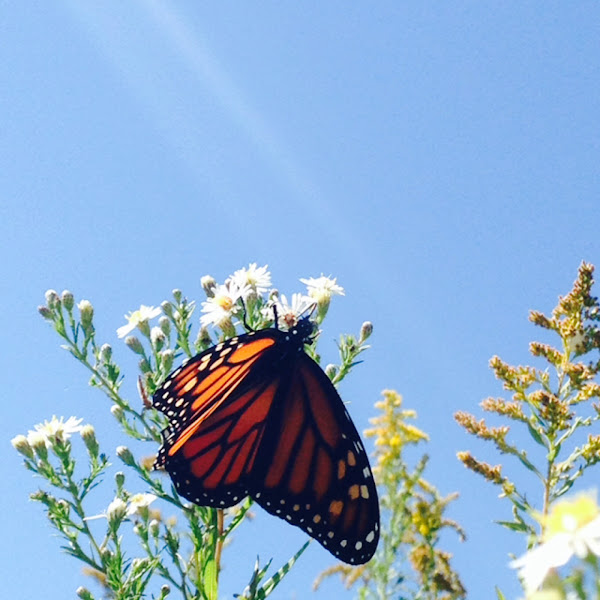 Monarch Butterfly | Project Noah