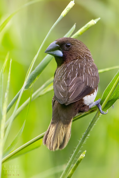 White-bellied munia | Project Noah