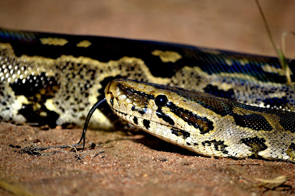Southern African Python | Project Noah