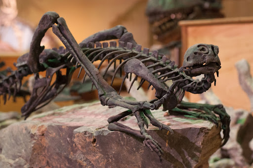 The Wyoming Dinosaur Center, Thermopolis, WY, United States — Google ...