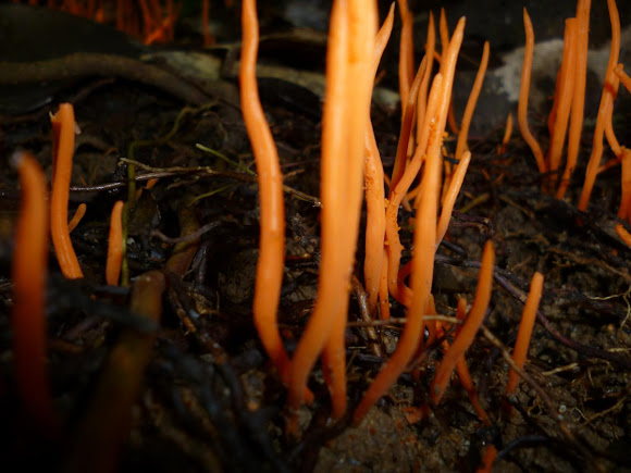 Clavulinopsis | Project Noah