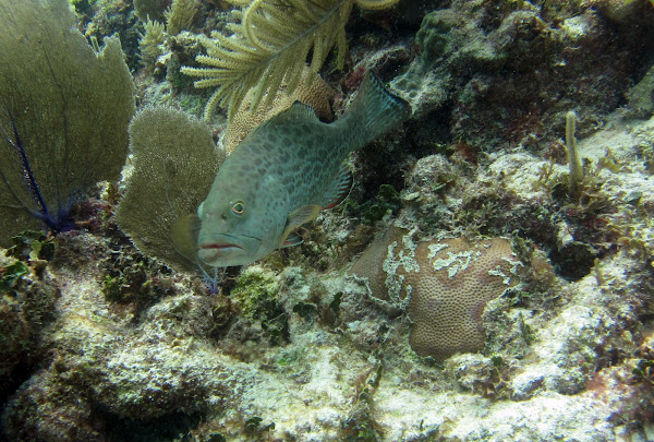 Yellowfin Grouper | Project Noah