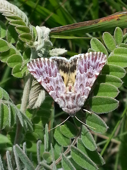 Leadplant Flower Moth | Project Noah
