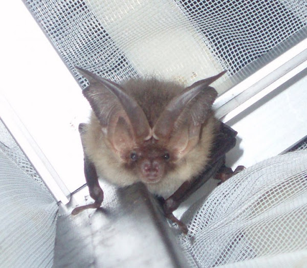 Brown Long-eared Bat | Project Noah