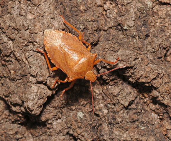 Predatory stink bug | Project Noah