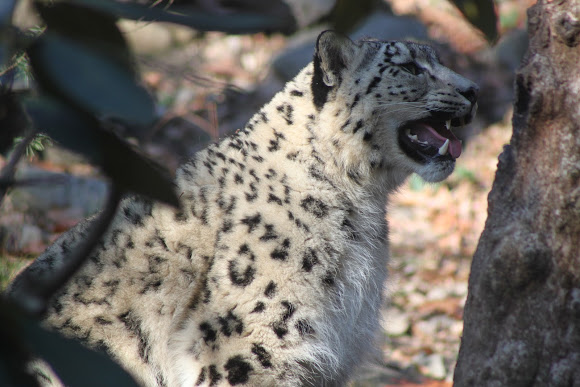 Snow leopard | Project Noah