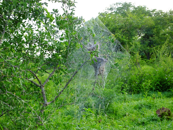 communal spider web | Project Noah