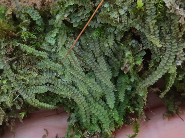 Leafy liverwort | Project Noah