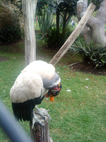 Buitre real | Project Noah