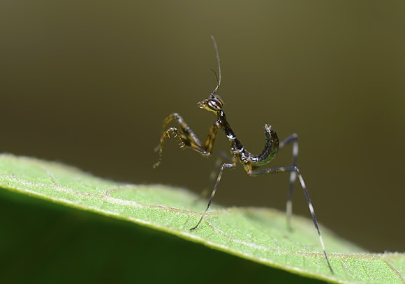 Mantis | Project Noah