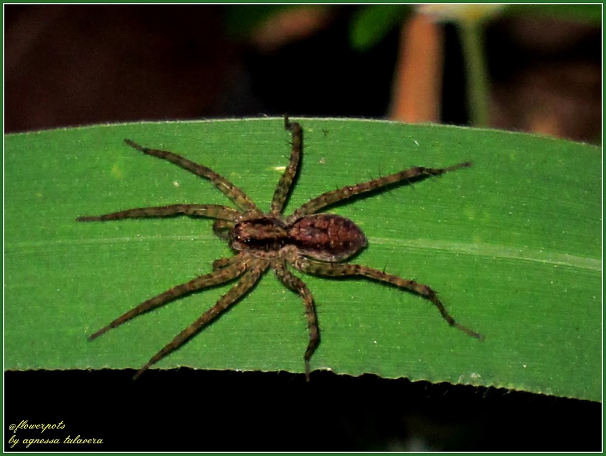 Wolf Spider | Project Noah