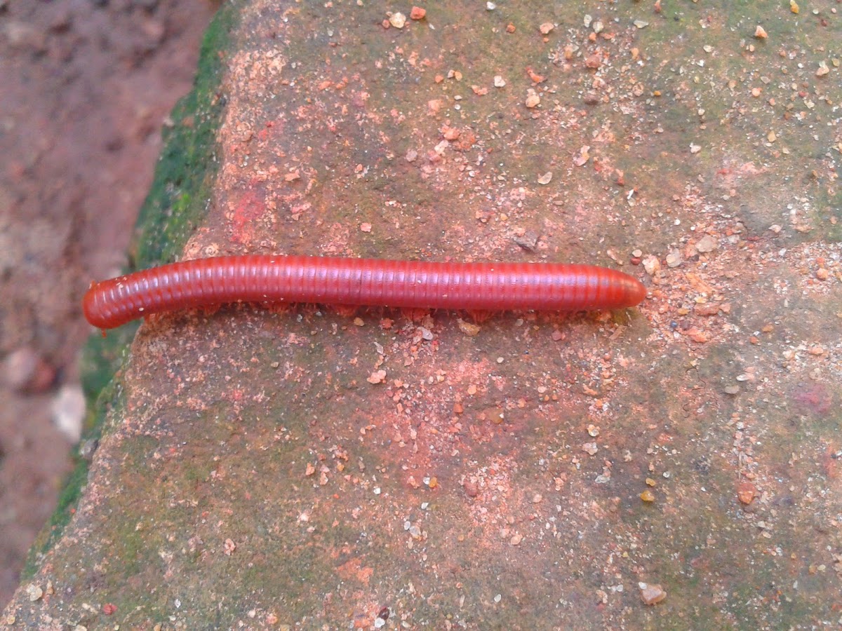millipede | Project Noah