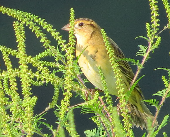 Bobolink (female) | Project Noah