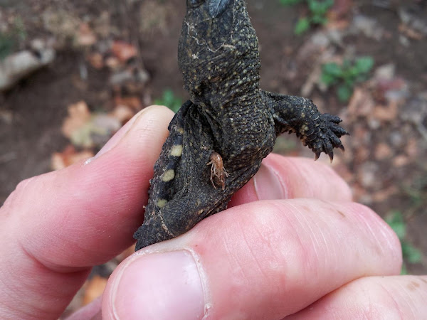 Common snapping turtle (juvenile) | Project Noah