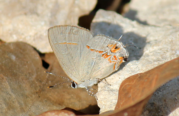 Dusky-blue Groundstreak | Project Noah