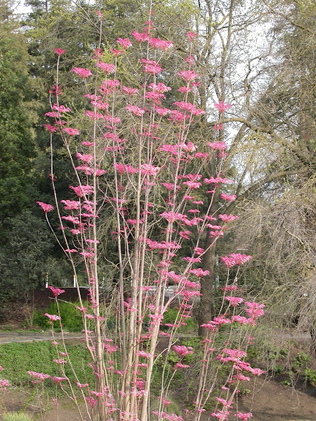 Chinese Mahogany | Project Noah