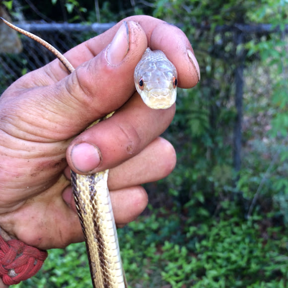 Yellow Corn Snake | Project Noah