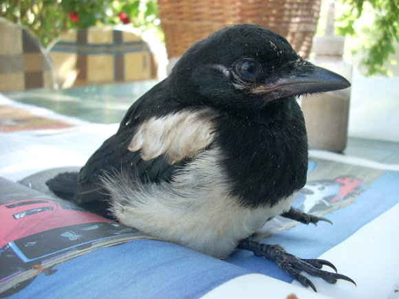 Magpie chicken | Project Noah