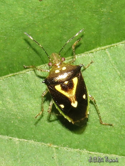 Stink bug | Project Noah