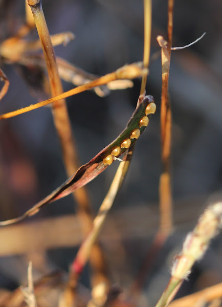 Unknown Eggs | Project Noah