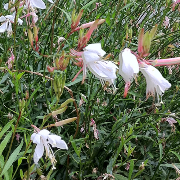 Gaura | Project Noah