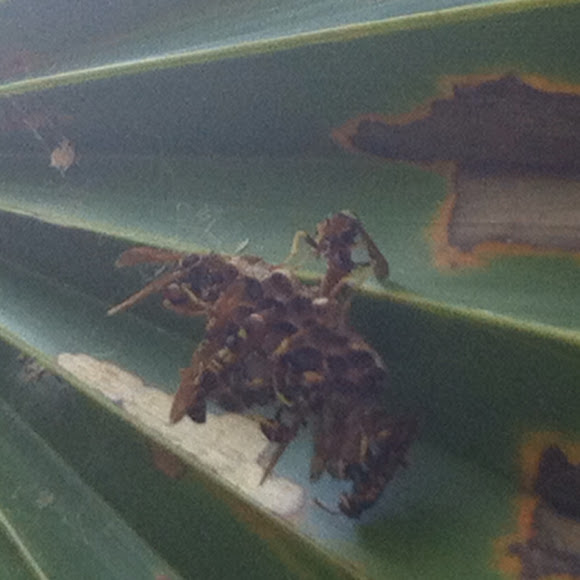 Jack Spaniard wasps | Project Noah