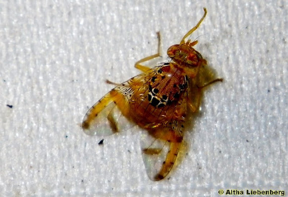 Natal Fruit Fly | Project Noah