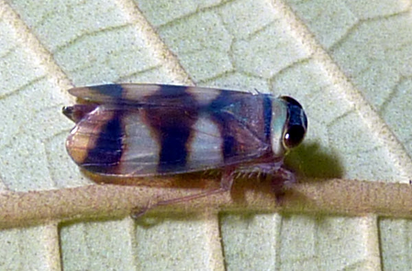 Insecto | Project Noah