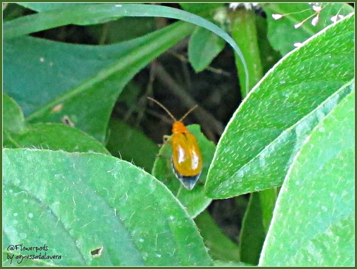 Cucurbit Leaf Beetle | Project Noah