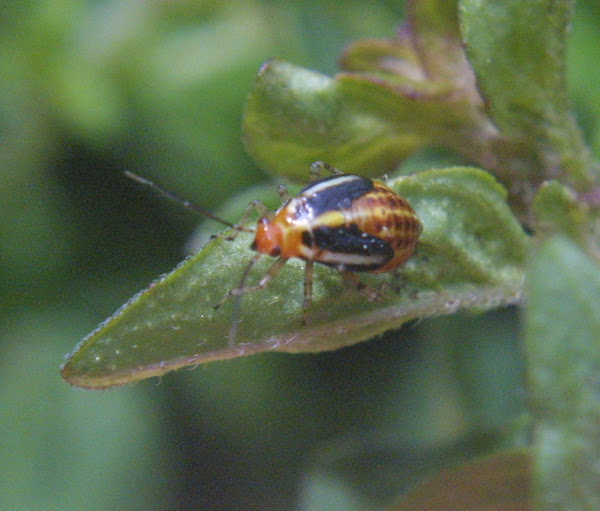 Four-lined Plant Bug, nymph late instar | Project Noah