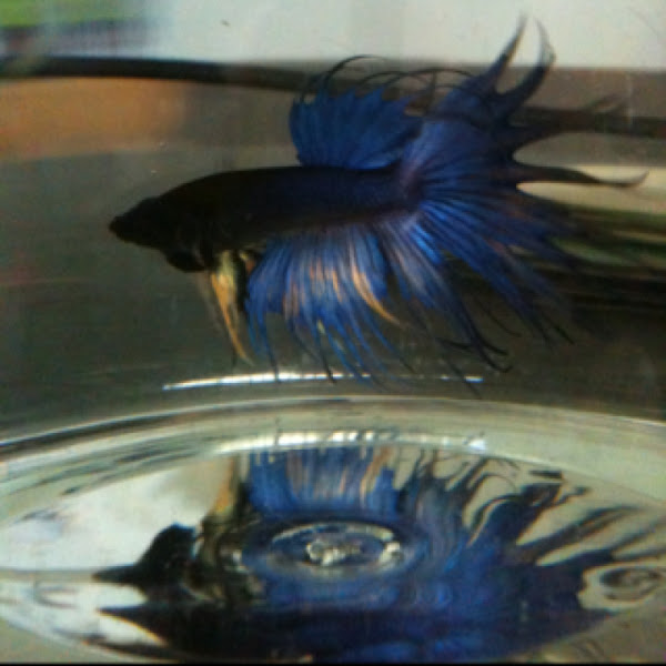 Crowntail Betta | Project Noah