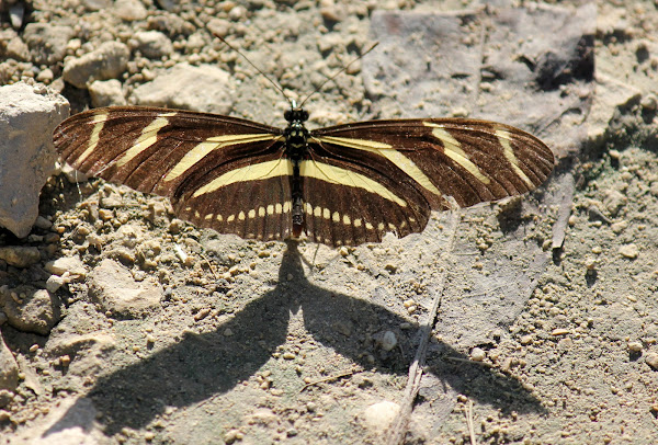 Zebra Longwing | Project Noah