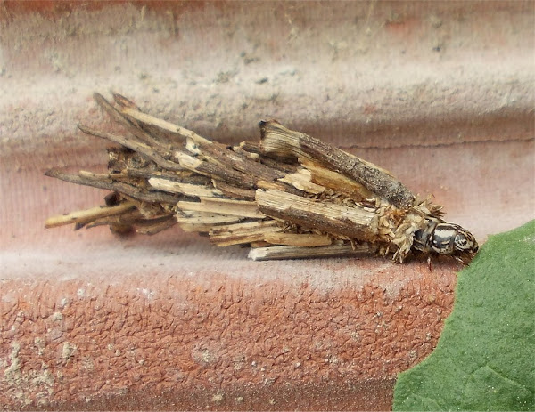 Bagworm moth | Project Noah